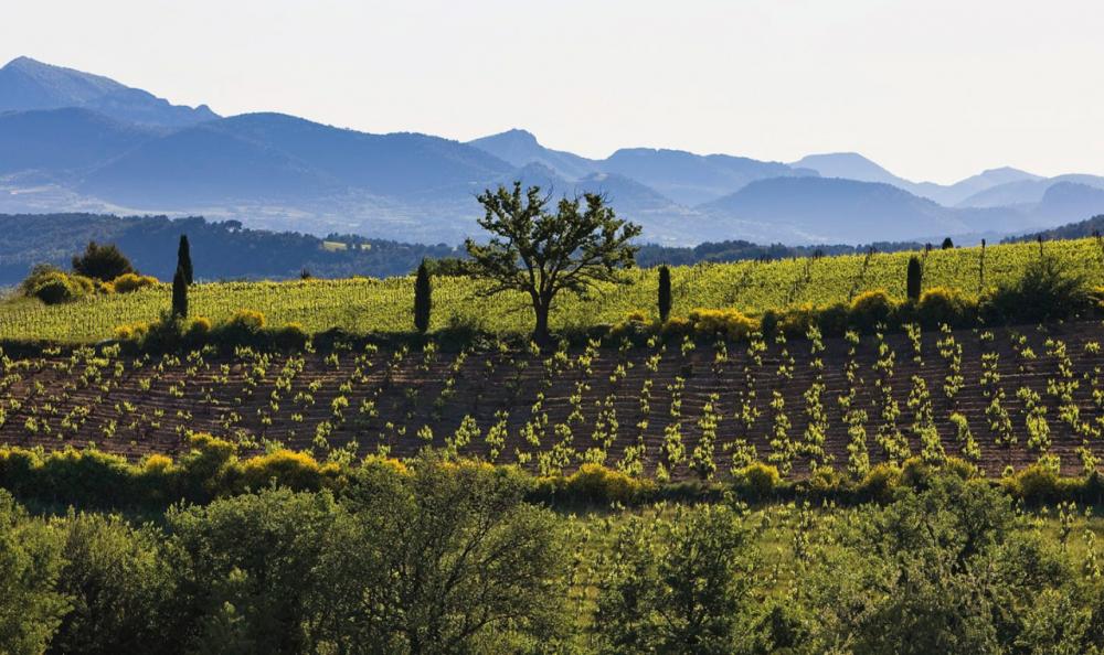 AOC vin doux naturel Rasteau | Vins Rhône