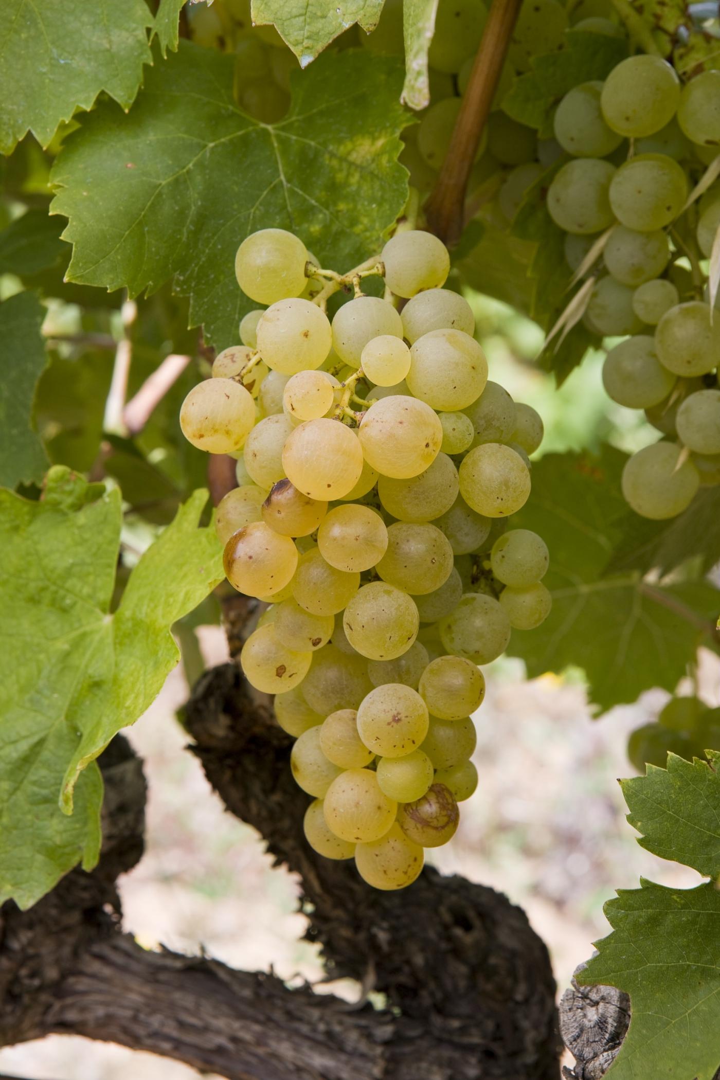 Viognier | Vins Rhône