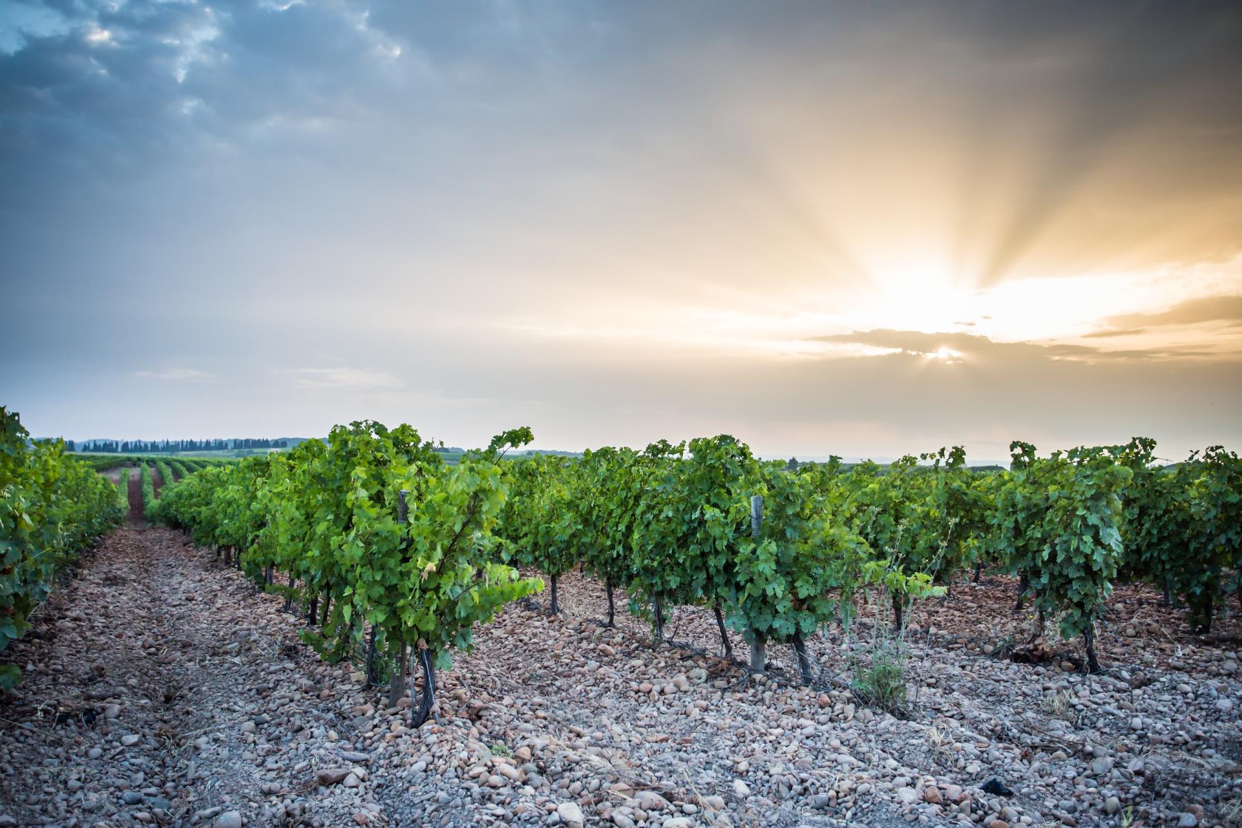 AOC Costières de Nîmes | Vins Rhône