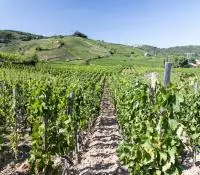 Côtes du Rhône Cru AOC Cornas | Vins Rhône