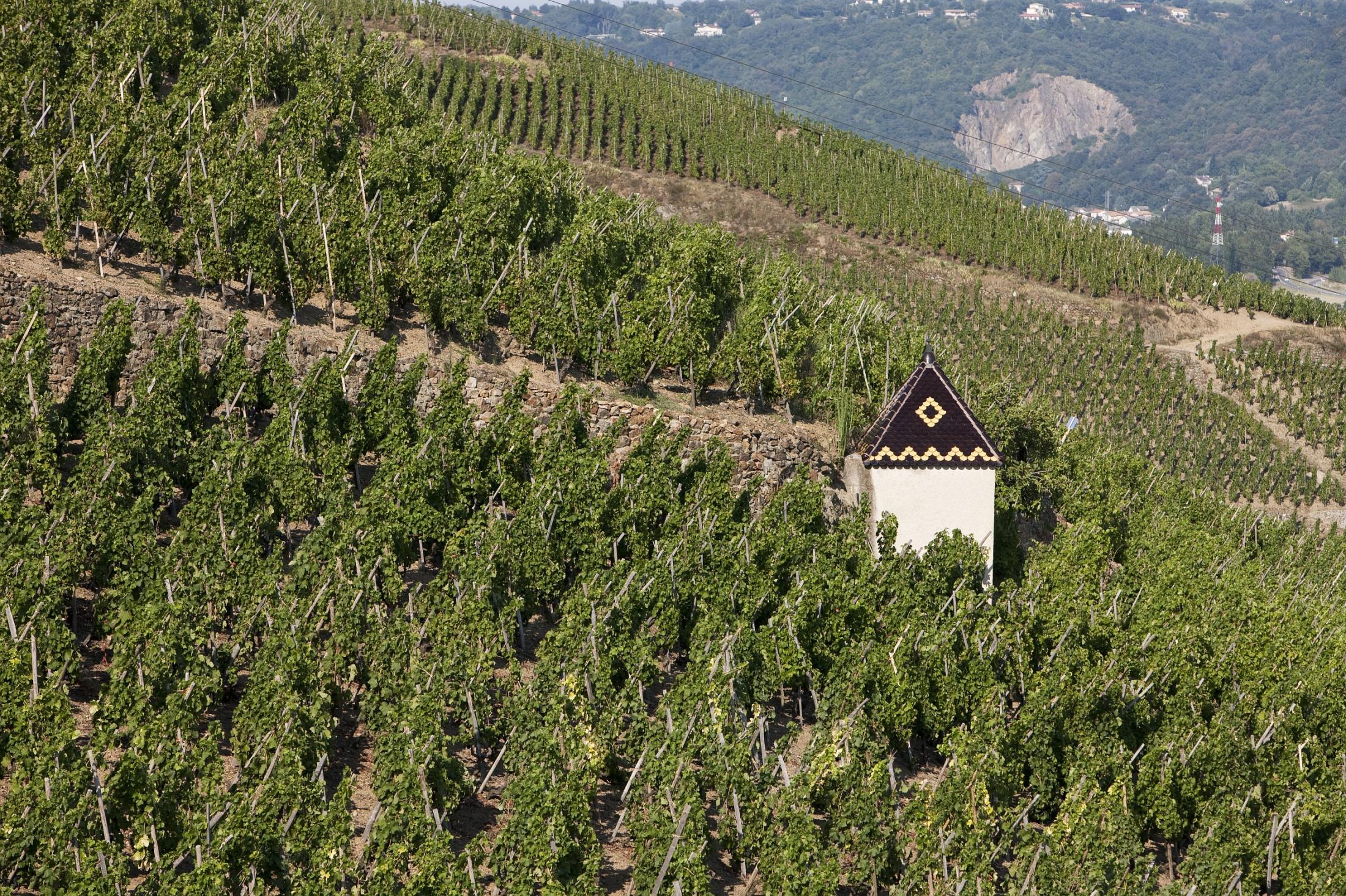 Côtes du Rhône Cru AOC Côte-Rôtie | Vins Rhône