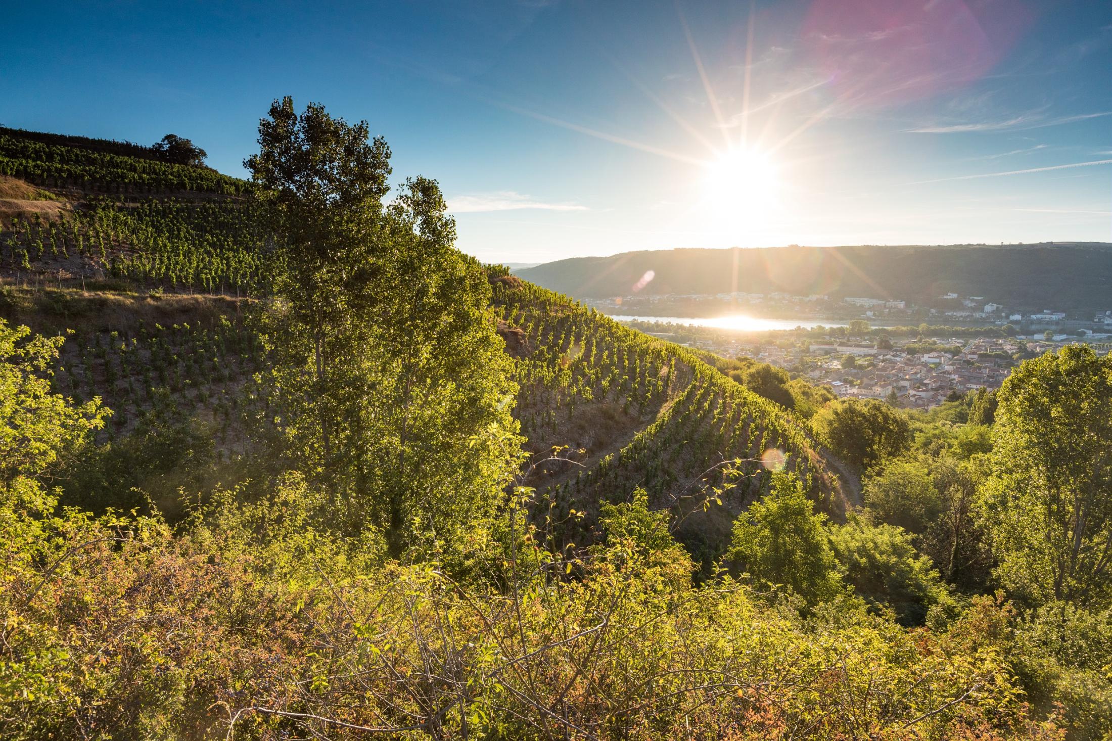 Côtes du Rhône Cru AOC Saint-Joseph | Vins Rhône