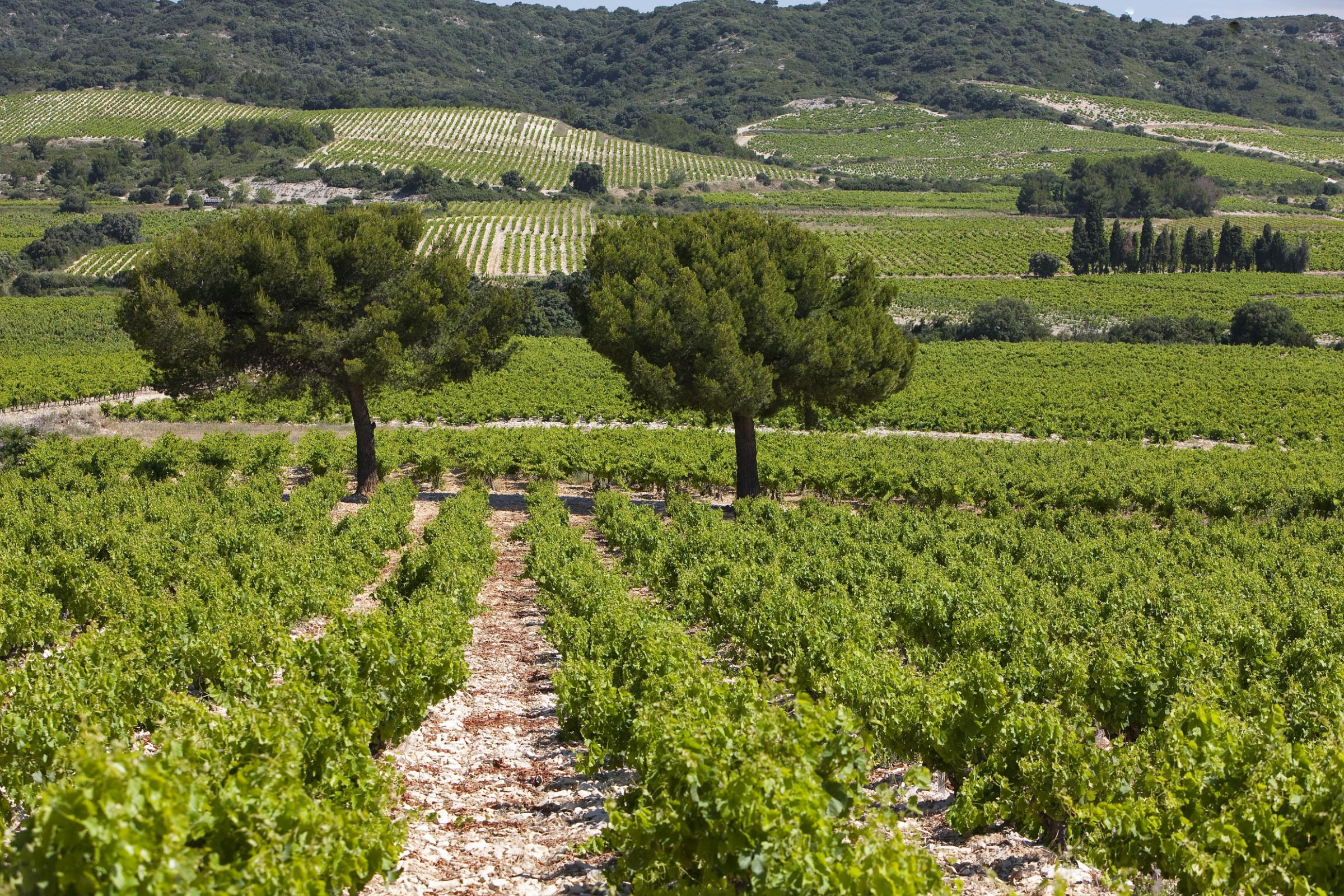 AOC Cru des Côtes du Rhône Tavel | Vins Rhône