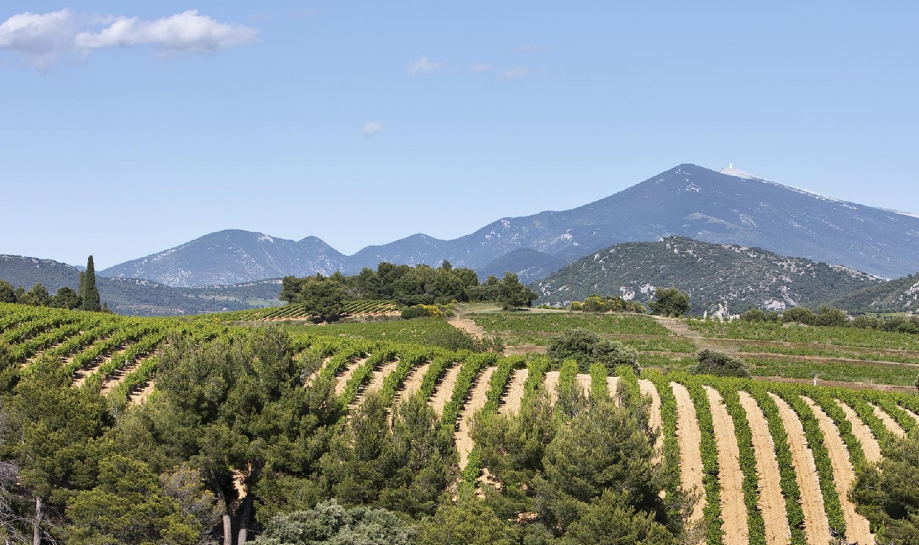 AOC Cru des Côtes du Rhône Beaumes-de-Venise | Vins Rhône