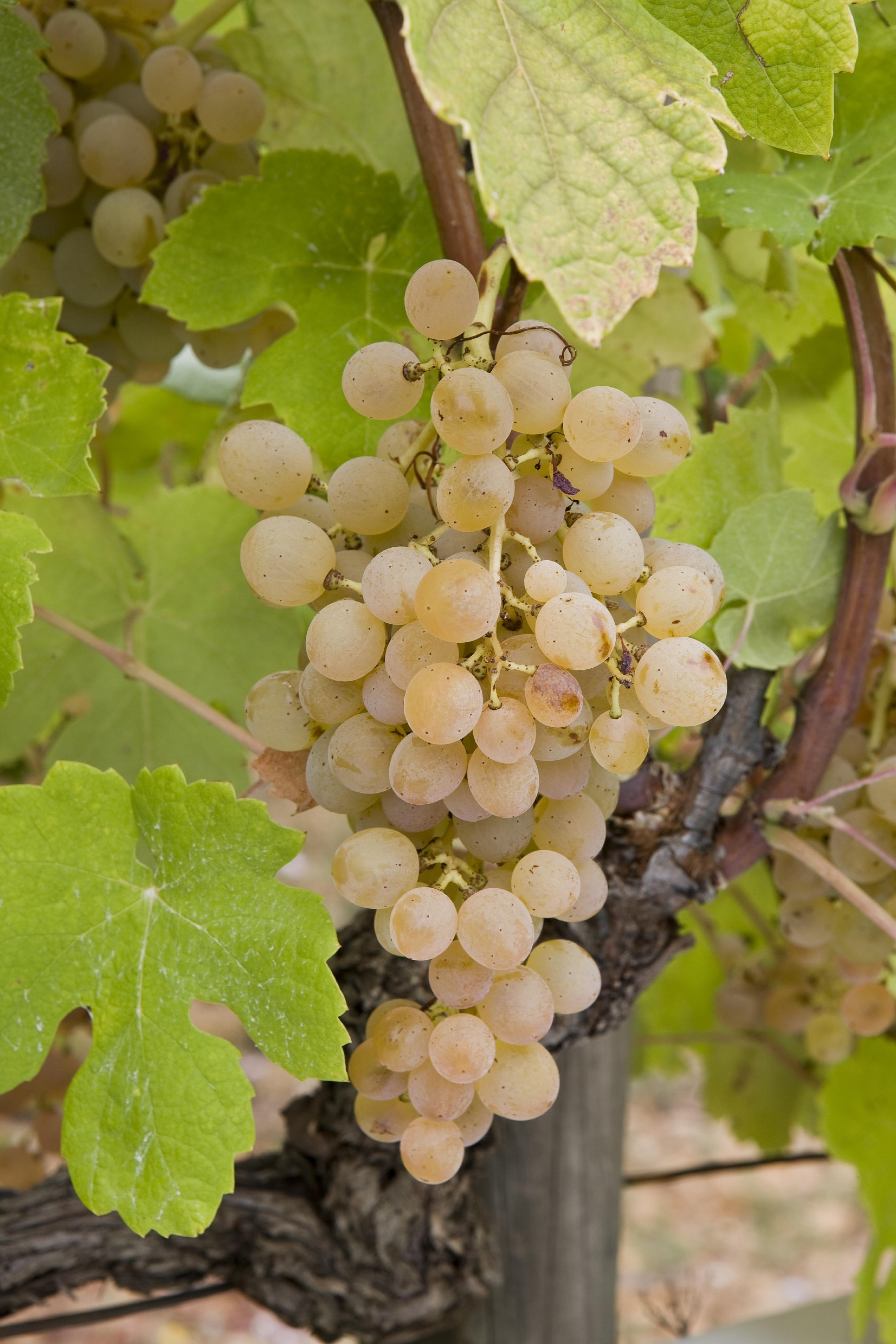Viognier | Vins Rhône