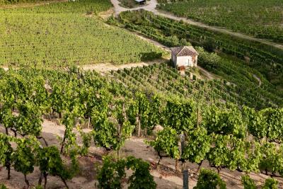 AOC Cru des Côtes du Rhône Saint-Péray | Vins Rhône