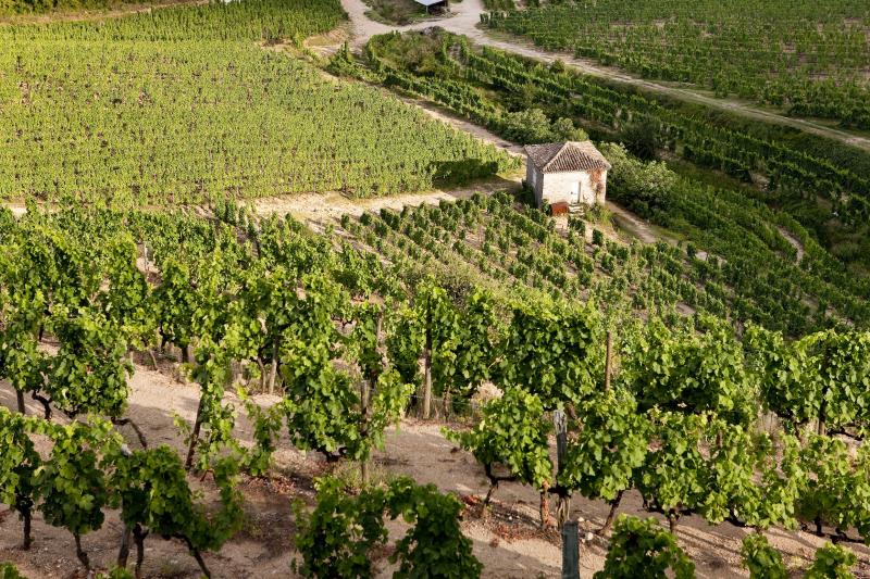 AOC Cru des Côtes du Rhône Saint-Péray | Vins Rhône