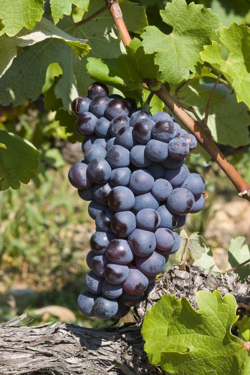 Syrah | Vins Rhône